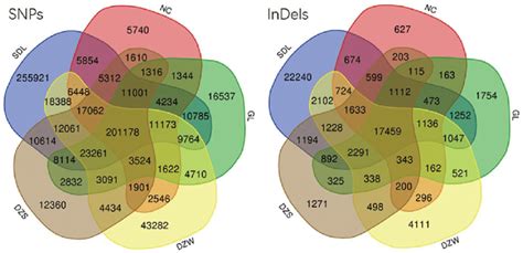 Venn Diagram Showing The Overlap Of Authentic Identified Snps And Download Scientific Diagram