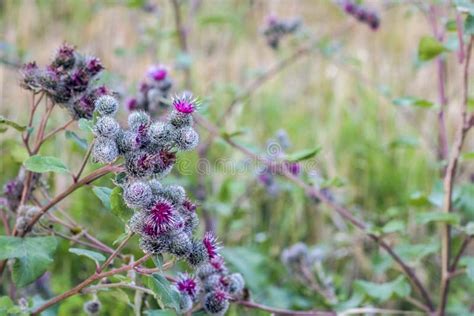 Фиолетовое поле цветет на предпосылке зеленой травы Стоковое Изображение изображение