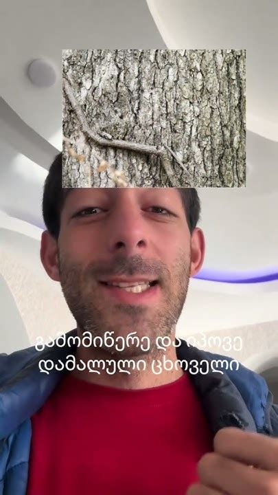 აუცილებლად დაალაიქეთ ვიდეო და გამოიწერეთ არხი🥰🥰 ტიკტოკი Duet Humor