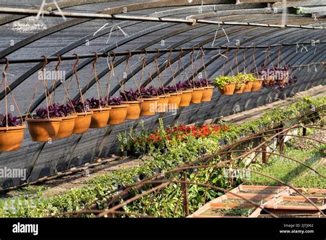 Exotic Plants Grow In Brown Pots Hanging On Wires In Nursery Garden With Protective Film Roof