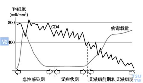 【附图】 Hiv感染时cd4细胞的减少规律血液病学 天山医学院