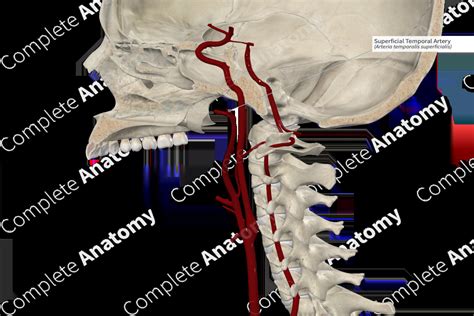 Superficial Temporal Artery Complete Anatomy