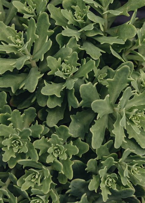 Sedum Thundercloud Burford Garden Co