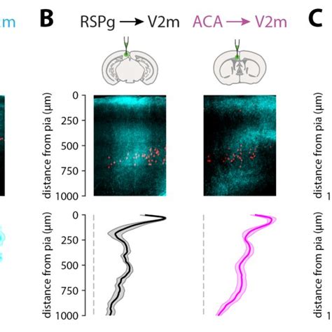 Axonal Projection Densities From Different Input Areas A C Top Download Scientific Diagram
