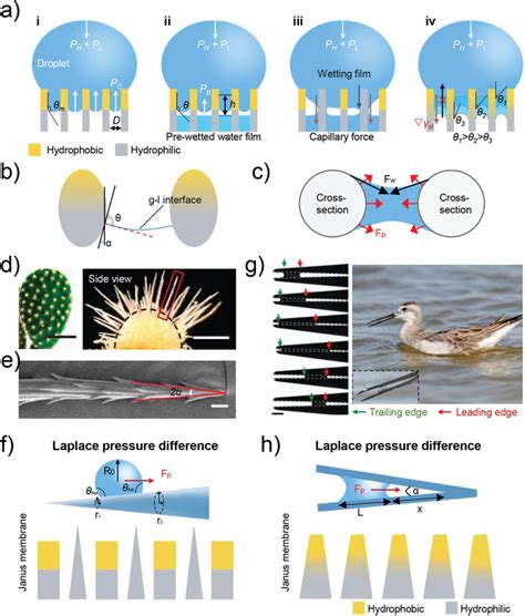 Typical Principles Of Designing Janus Structures A Illustration Of Download Scientific