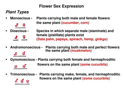PPT Chap 3 Plant Structure PowerPoint Presentation Free Download ID 1163274