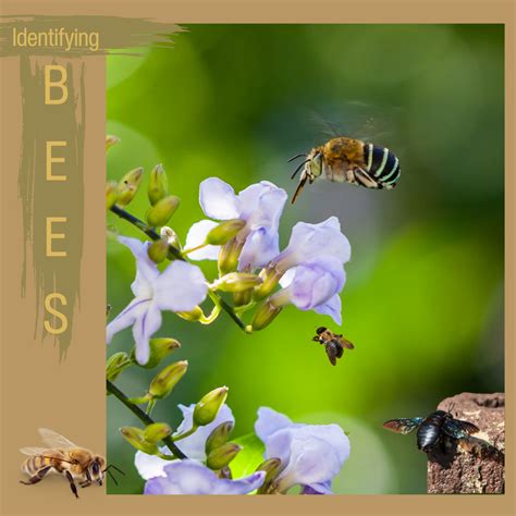 Identifying Different Bees In Your Area Natures Gold