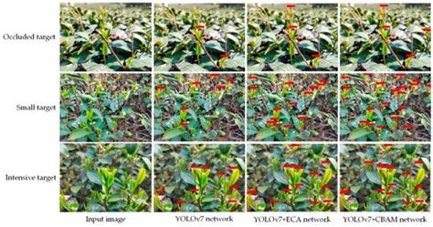 Detection Of Famous Tea Buds Based On Improved Yolov7 Network
