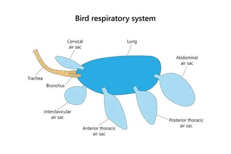 Crustacean Digestive System