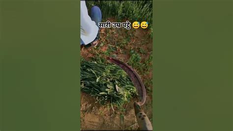 Sari Umar Patthe Vadne Ne Shortsviral Farming Shortsfeed Farmingvlogs Farming Youtube