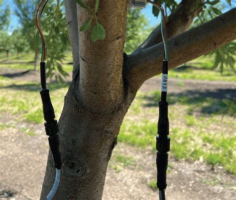 Remote Tree Sensors West Coast Nut