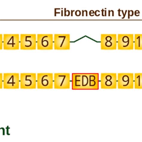 Domain Structure Of Human Fibronectin Based On Smart Tool [176] And Download Scientific
