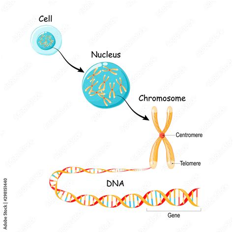 Dna Gene Diagram