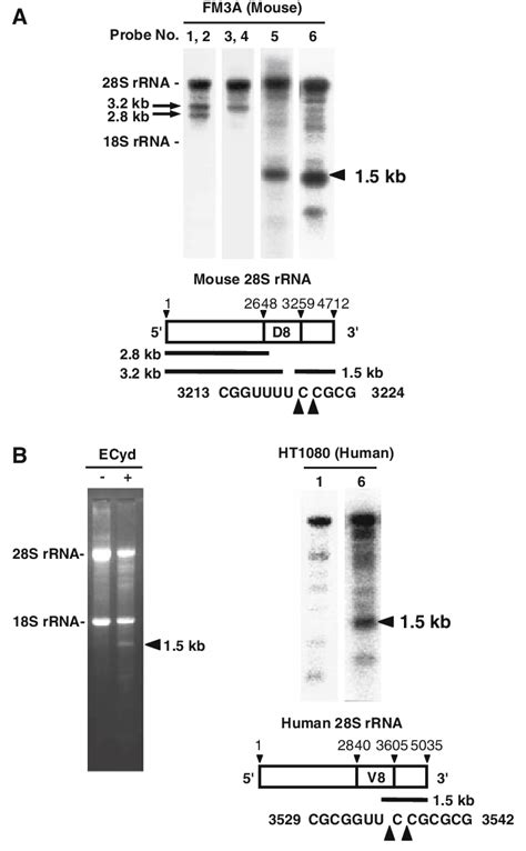 Identiwcation Of Rrna Fragments A Northern Blot Analysis Of Fragmented