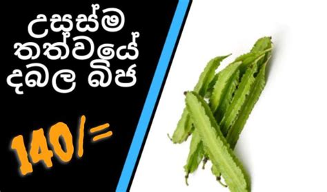 Wing Been Seeds දබල බිජ Daraz Lk