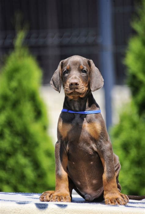 100 European Doberman Puppies Available Act Fast