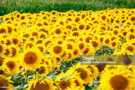 맑은 날과 더운 날씨에 하늘을 배경으로 해바라기가 있는 해바라기 밭이 피어납니다 식물성 기름 생산을 위해 심은 해바라기 밭 0명에 대한 스톡 사진 및 기타 이미지 Istock