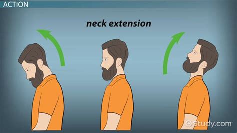 Semispinalis Capitis Origin Insertion And Action Lesson