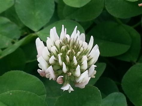 식물 토끼풀 식물 생물종 Bric