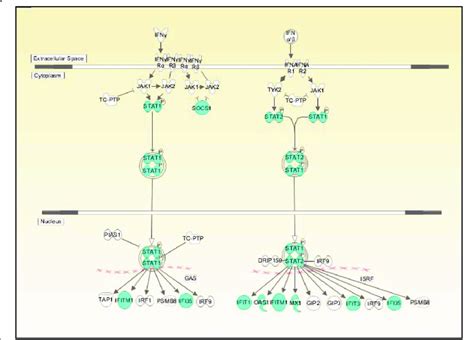 Interferon Signaling Pathways Interferon A Interferon B And Download Scientific Diagram