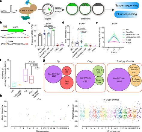 Screening For A Highly Efficient Base Editor And Analyzing