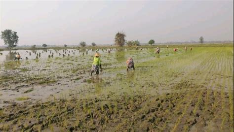 ကန့်ဘလူမြို့နယ်၌ ယခုနှစ် မိုးစပါးစိုက်ပျိုးရာသီတွင် မိုးစပါးဧက ၁၀ ၀၀၀ ကျော်စိုက်ပျိုးပြီးဖြစ