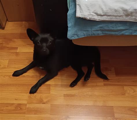 Маленькая собачка ищет дом Девочка бегала по Потеряшки и найдёныши Казань