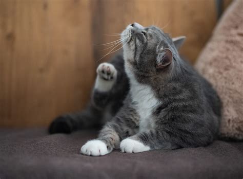 고양이 귀 진드기 원인과 관리법 비마이펫 라이프