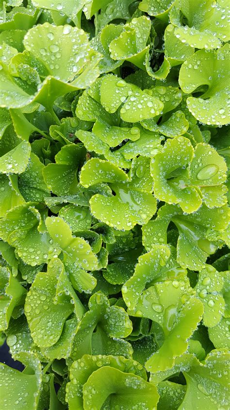 무료 이미지 자연 하락 이슬 식품 목초 생기게 하다 야채 물방울 녹색 잎 꽃 피는 식물 셀 텔라 아시아 티카 연간 공장 육상 식물 잎 채소 센