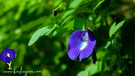 Bunga Telang Dan Penggunaannya Segalanya Tentang Tumbuhan…