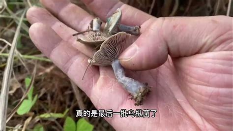 天气不错、带你们上山找蘑菇、枞菌一朵又一朵、还蛮好的、简简单单又一餐、吃了不得躺板板！枞菌 采蘑菇 捡蘑菇 农村生活 Youtube