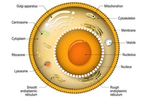 Draw A Neat Labelled Diagram Of Cell And Explain Its Structure And