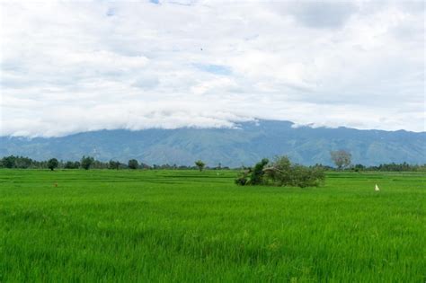 Premium Photo Beautiful Landscape View Of Green Paddy Rice Field With