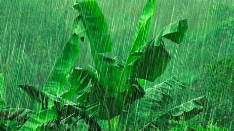 3시간 광고 없는 빗소리 수면명상 🌙 😴 편안한 빗소리를 들으며 스르르 잠이 드는 🛀 🧡 빗소리 Asmr 수면음악 치유음악 휴식음악 Youtube