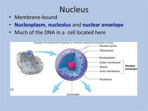 Prokaryote V Eukaryote Ppt Download