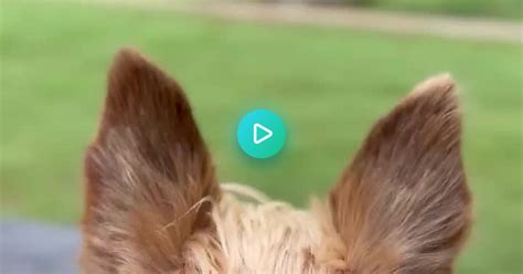 Squirrel Detector Is About To Explode Album On Imgur