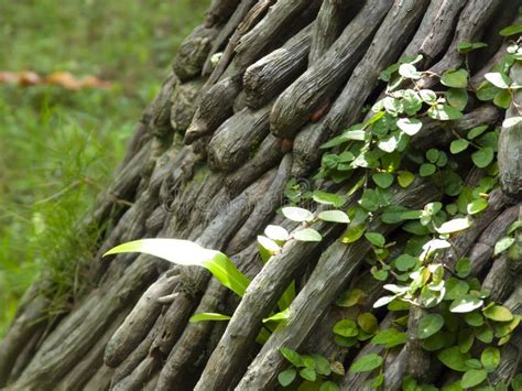 Close Up Tree Roots Green Plants Grow From Gaps In Tree Roots Stock