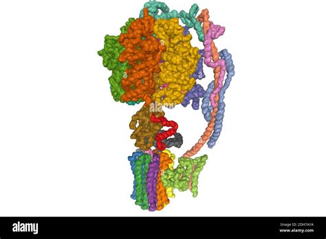 Bovine Mitochondrial Atp Synthase 3d Gaussian Surface Model Isolated White Background Stock