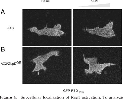 figure 4 from a rap phosphatidylinositol 3 kinase pathway controls pseudopod formation