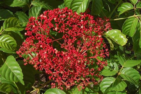 Leea Rubra Red Rubra — Territory Native Plants
