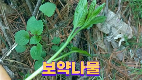 생으로 먹는 나물 최상급 3종 Youtube