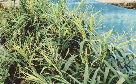 Fungisida Untuk Bercak Daun Jahe Kampustani Com