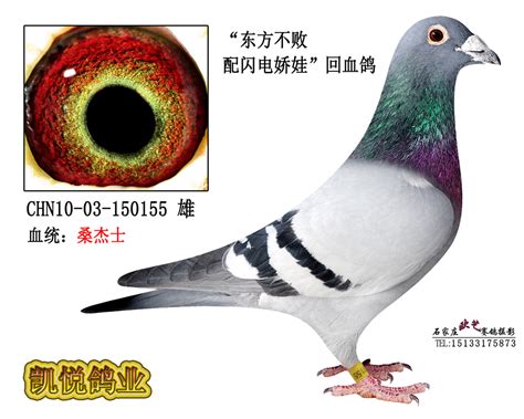 桑杰士 凯悦鸽业 ag188 com爱鸽商城 中国信鸽信息网