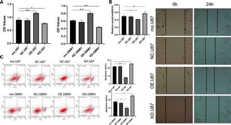 Foxs1 Overexpression Induces Tmz Resistance In Glioma Cells The
