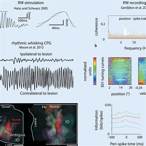 1 A Surface Map Of The Rat Sensorimotor Cortex The Primary