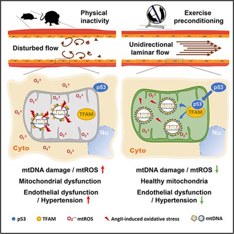 Flow Induced Endothelial Mitochondrial Remodeling Mitigates