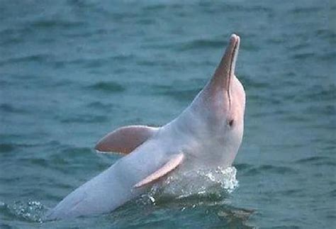 Functionally Extinct Aquatic Animal Baiji Dolphin Stamp 2 Inews