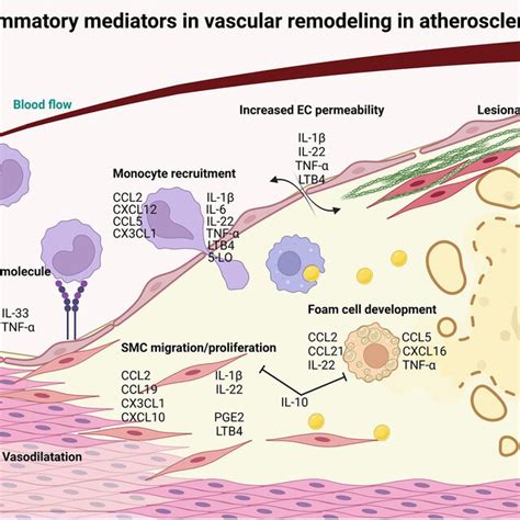 Involvement Of Inflammatory Mediators In Vascular Remodeling In
