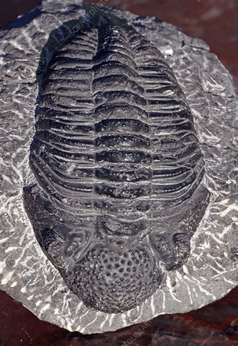 Fossil Trilobite Phacops Stock Image C025 7494 Science Photo Library