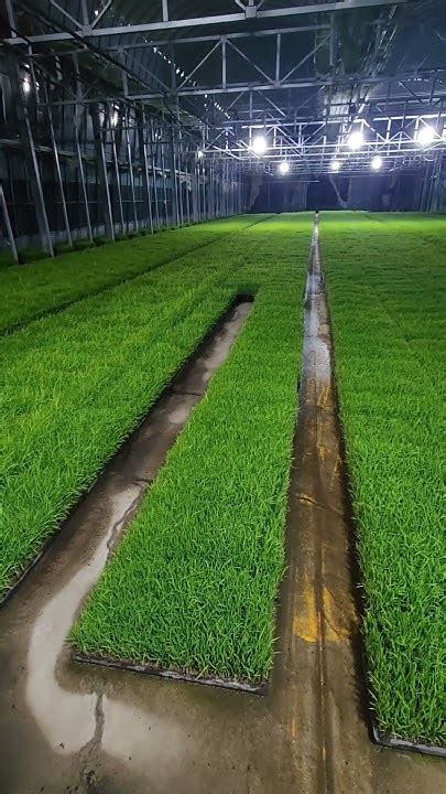 벼모판 이동 22일째 벼모종 생육모습 240521화손범규농합육묘장 장기리벼육묘장 물주기중간거창라이온스클럽5월월례회참석하고다시물주기 야간작업은소화시키는야간운동 달